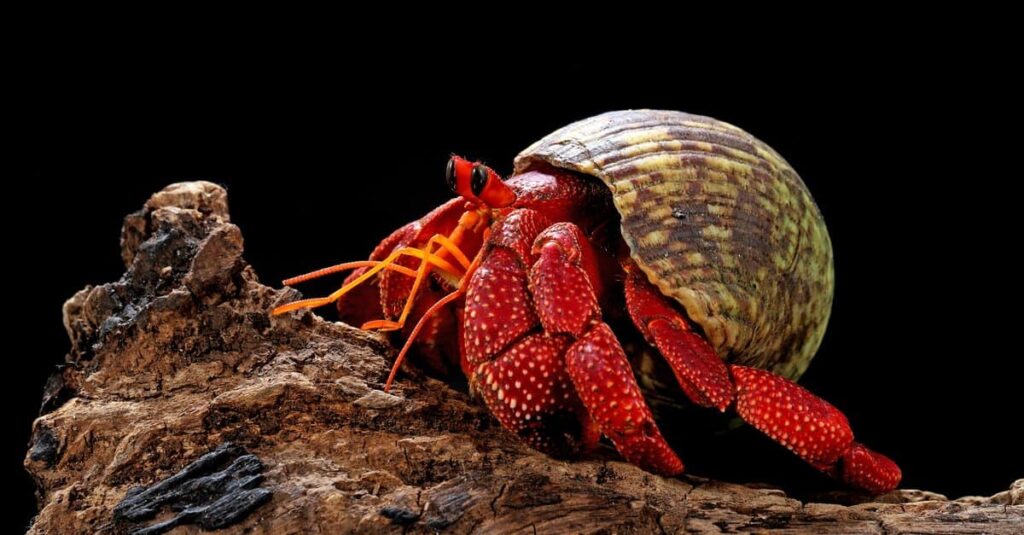 Hermit Crab Gender – How to Find Out – Hermit Crab World