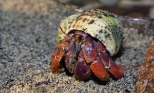 9 Basic Hermit Crab Care Tips Hermit Crab World